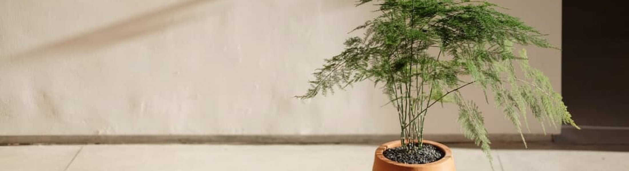 Jenis-Jenis Tanaman Hias Yang Membuat Interior Kalian Seperti Oasis ...